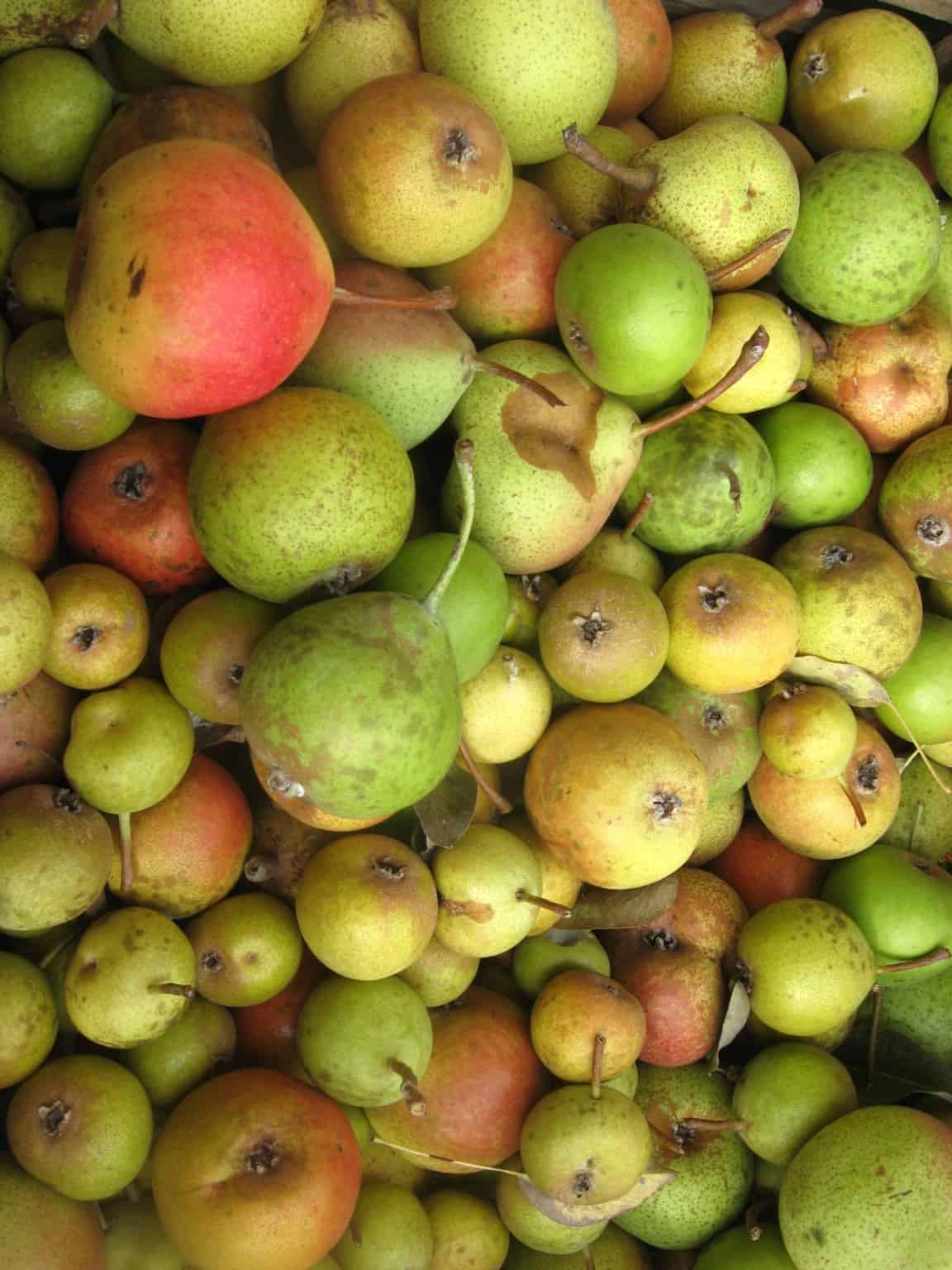 Mixed Perry Pears | Eve's Cidery