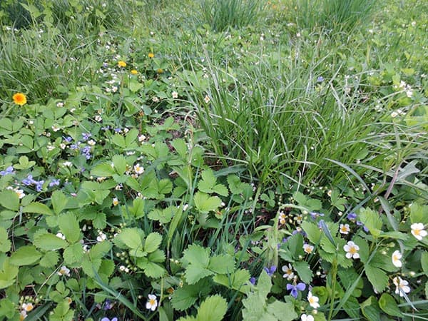 Mixed Species Ground Cover | Eve's Cidery