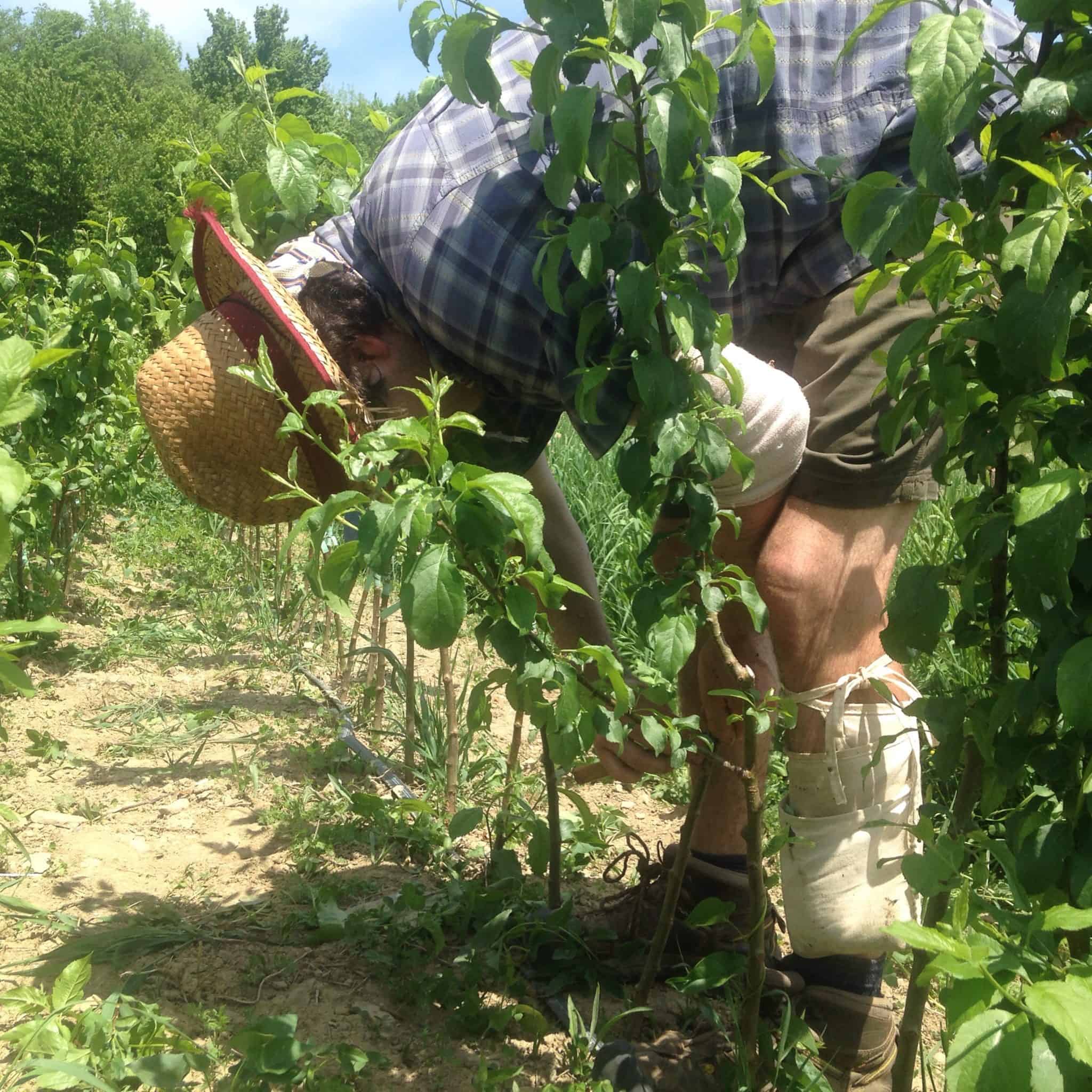 Art of Grafting | Eve's Cidery