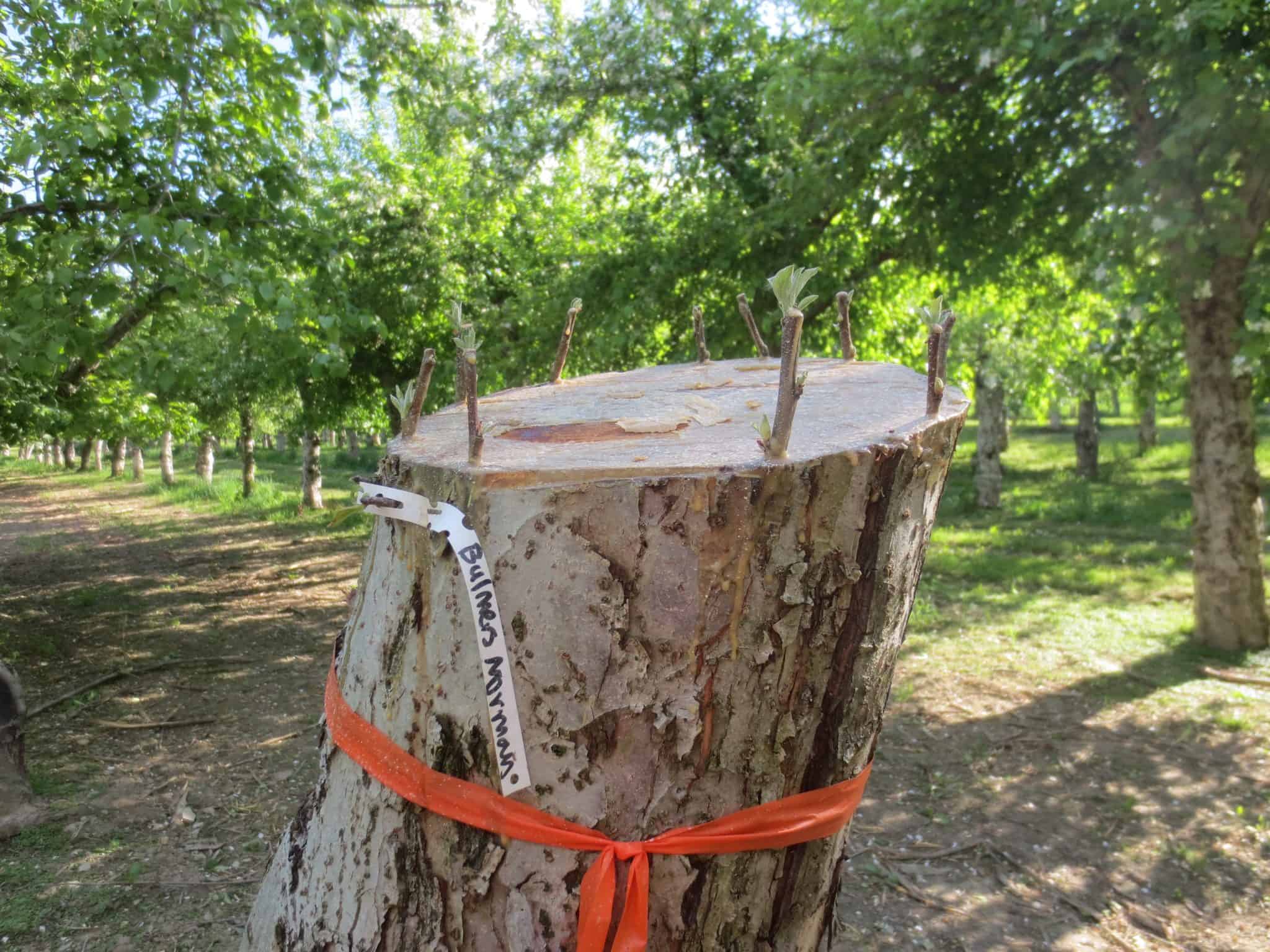grafting-top-work-sprouting | Eve's Cidery