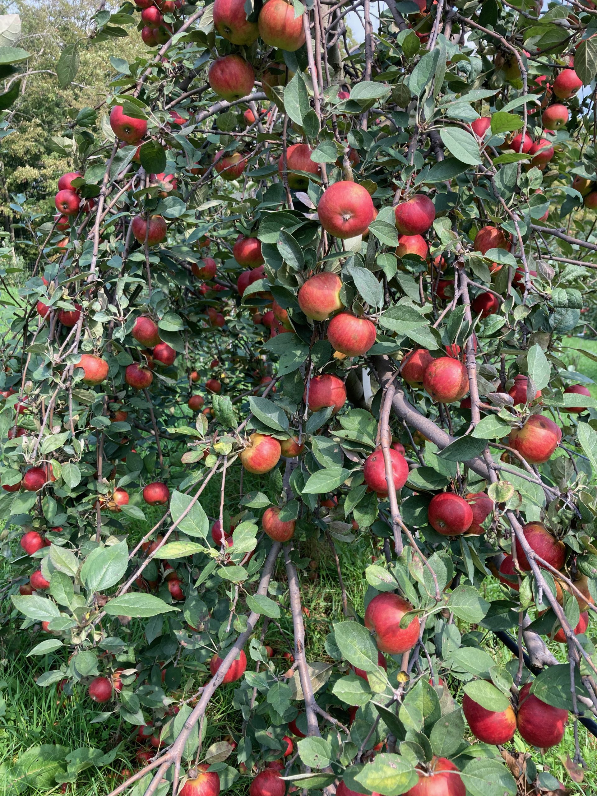 Stoke Red | Eve's Cidery