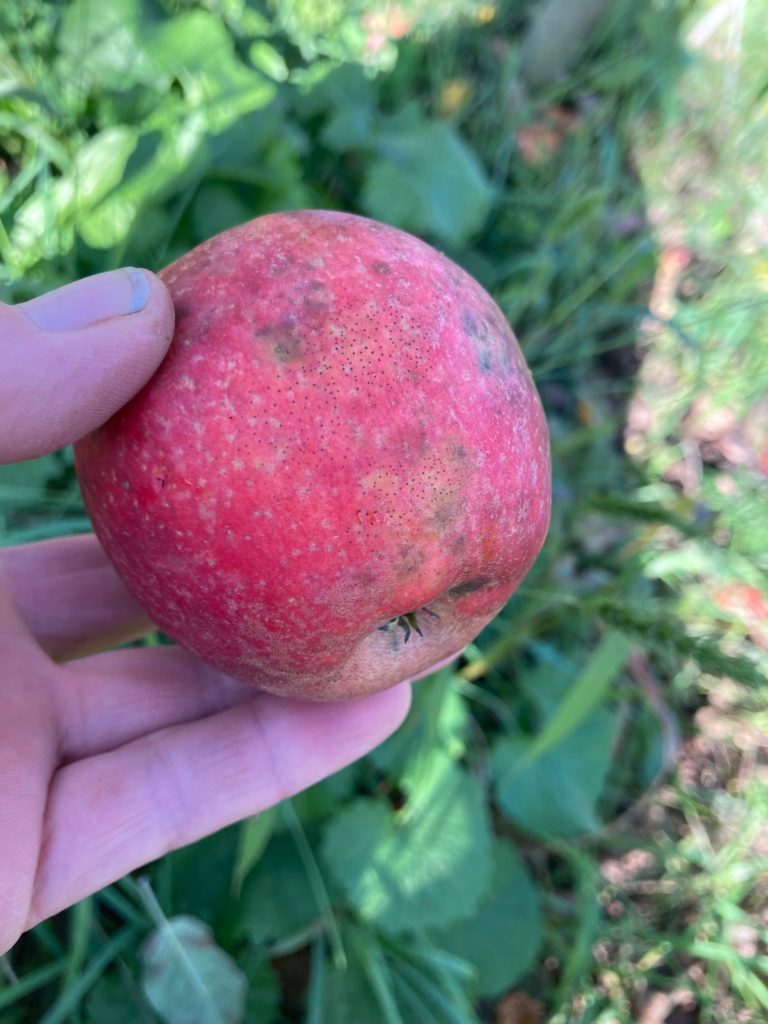 Esopus Spitzenburg | Eve's Cidery