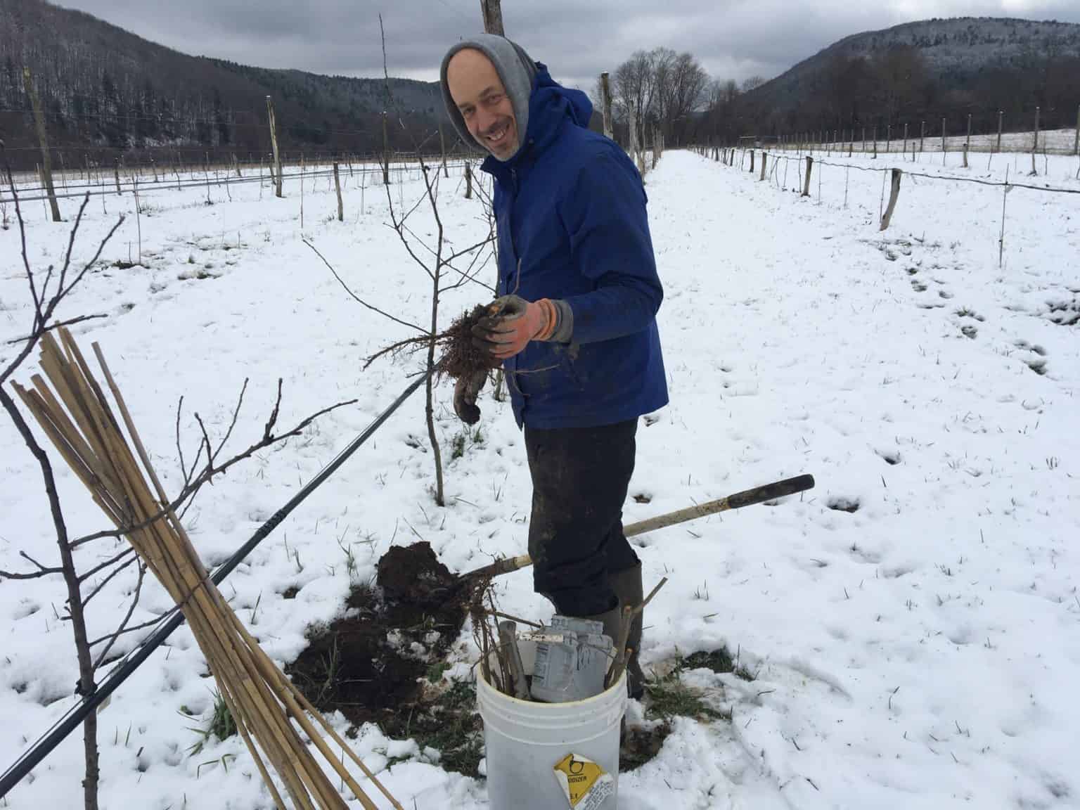 Rootstocks: how we propagate our apple trees. | Eve's Cidery