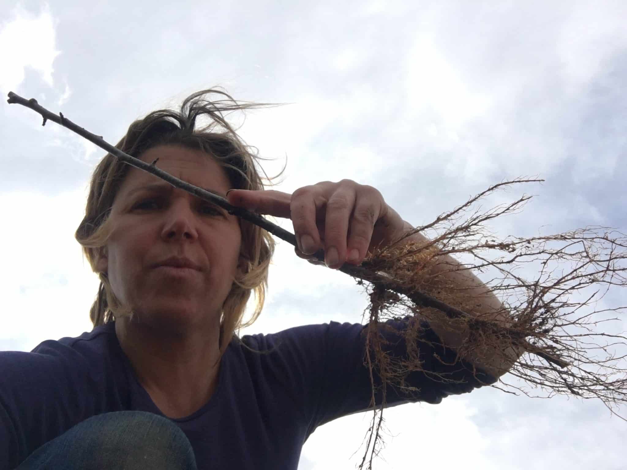 Rootstocks: how we propagate our apple trees. | Eve's Cidery