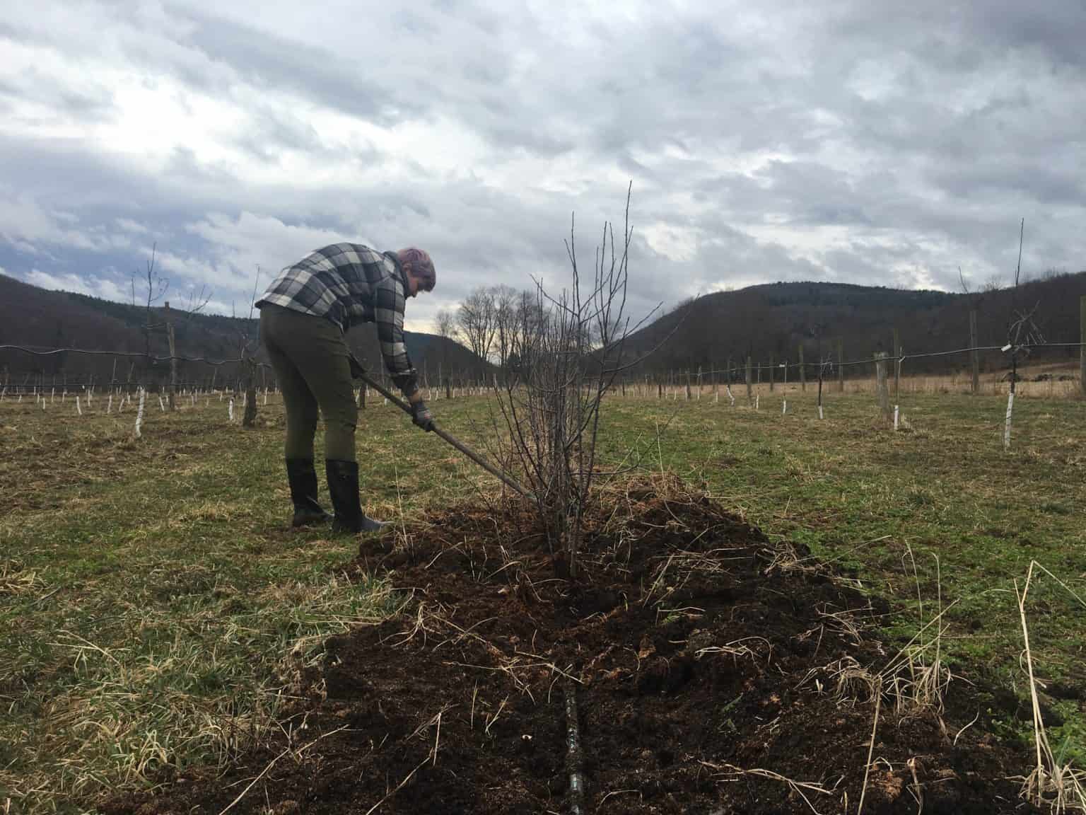 Rootstocks: how we propagate our apple trees. | Eve's Cidery